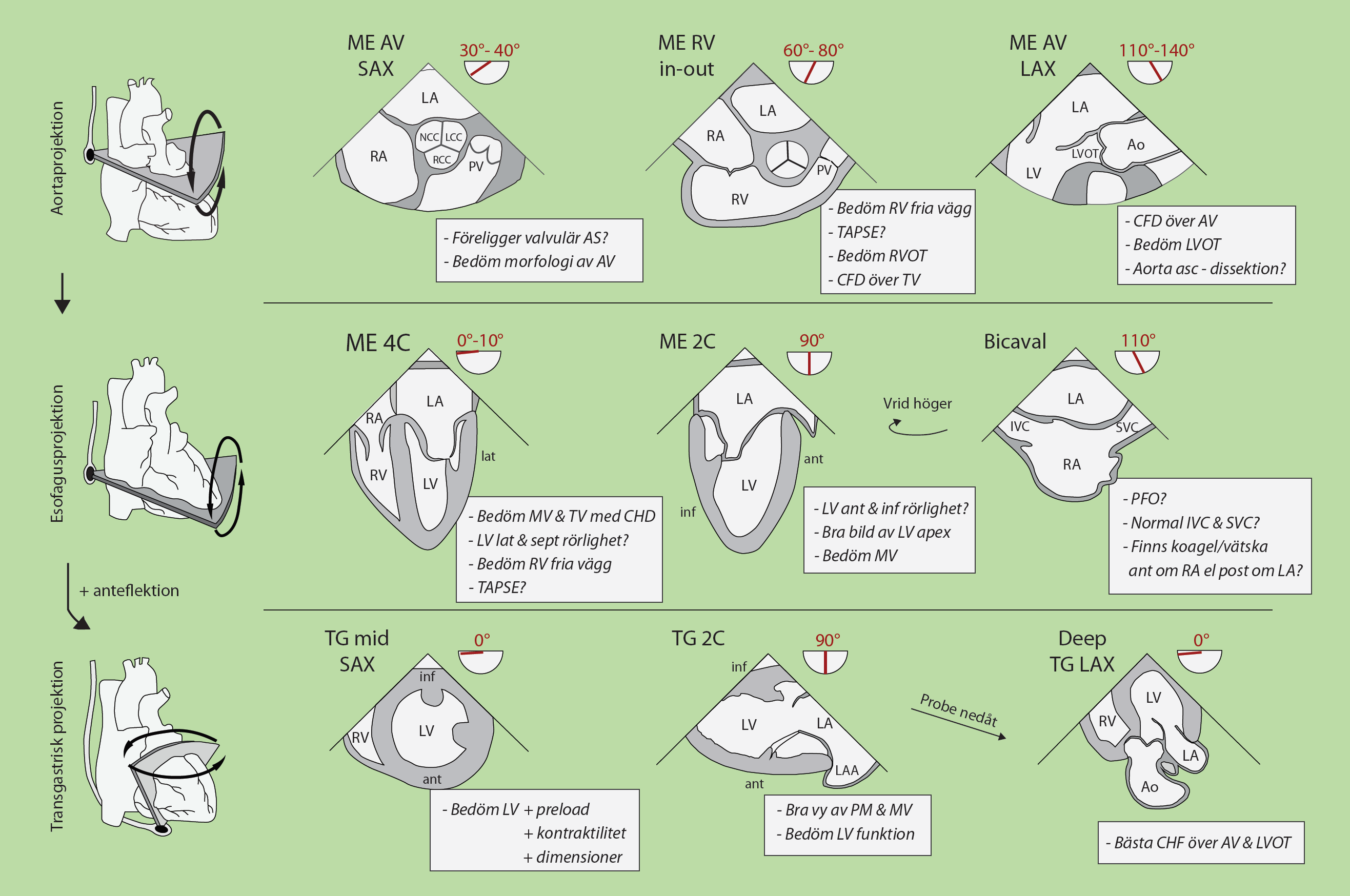 Cardiac Ultrasound (Echocardiography/UCG) and FATE English - The ...