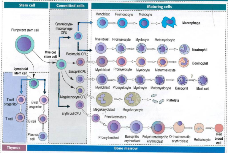 Thrombocytopenia – Diagnosis and Treatment of ITP, TTP and HIT - The ...